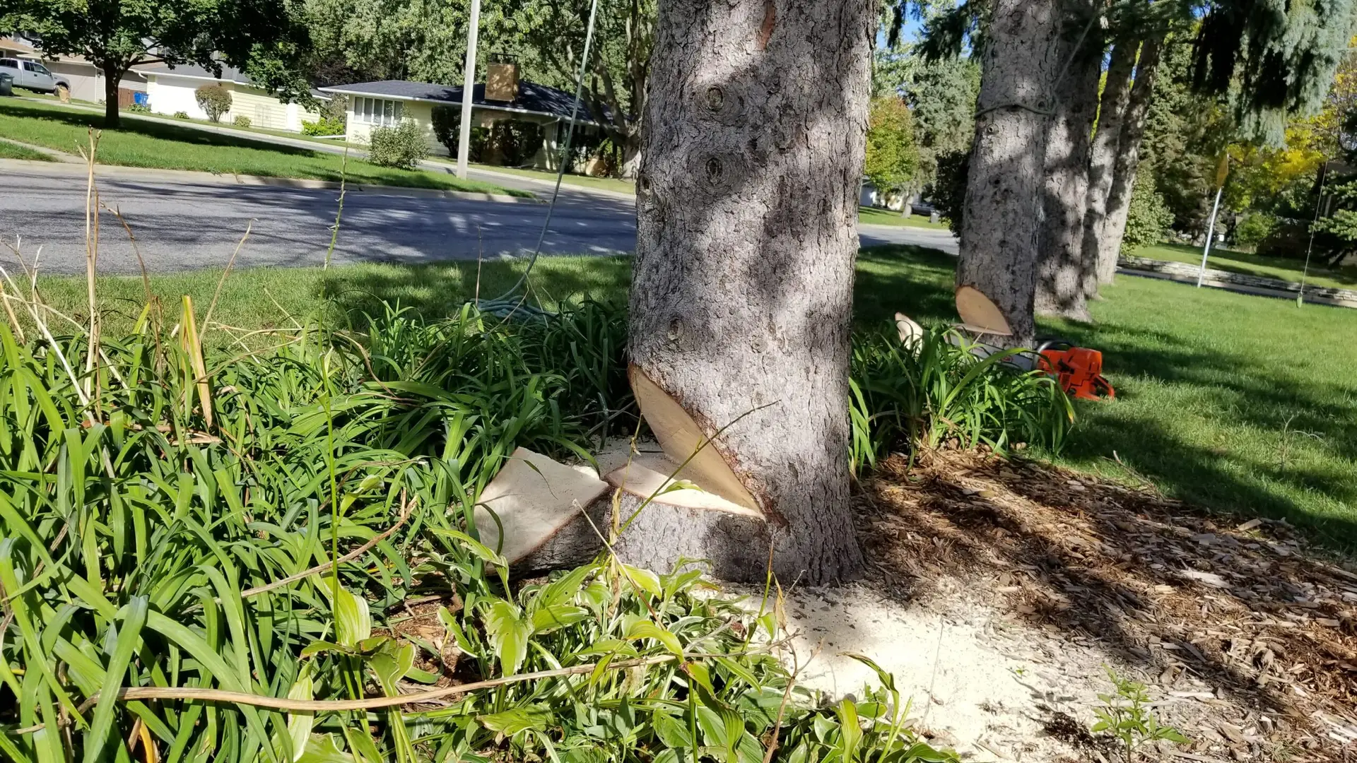 Maintenance and Tree Care Plan for Your Urban Forest